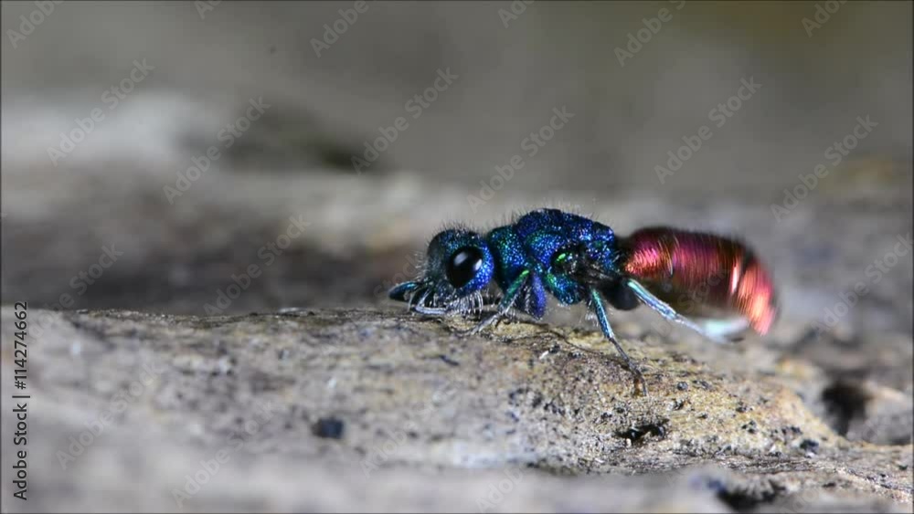 Ruby-tailed wasp (Chrysis sp.) cleaning itself. Cuckoo wasp in family ...
