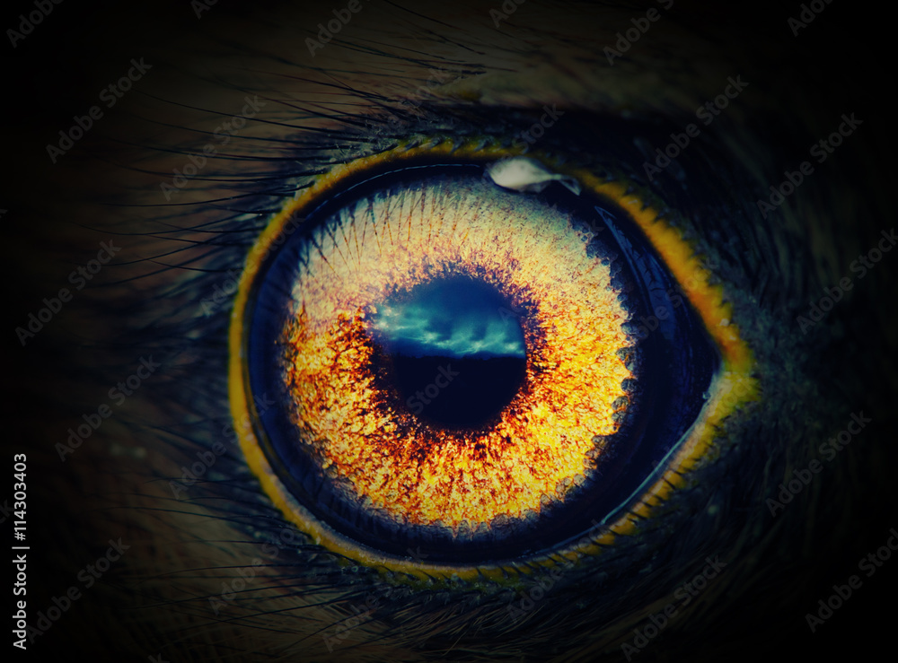 bird eye Stock Photo | Adobe Stock