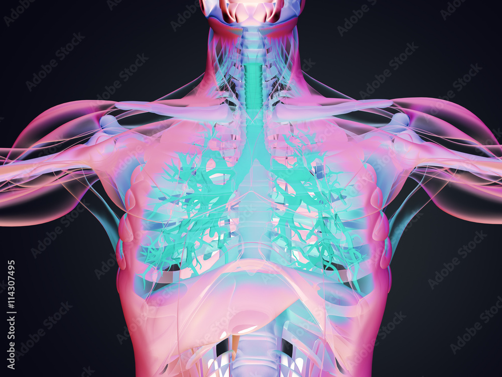 Bronchi, human anatomy lungs, futuristic scan technology.3d ...