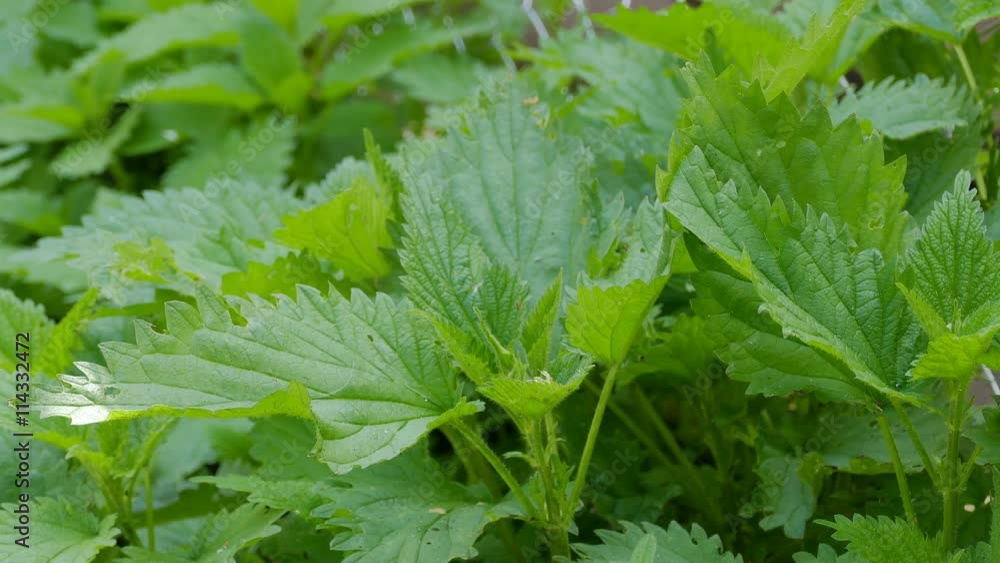 nettle green on the nature prickly grass for medicine Stock Video ...