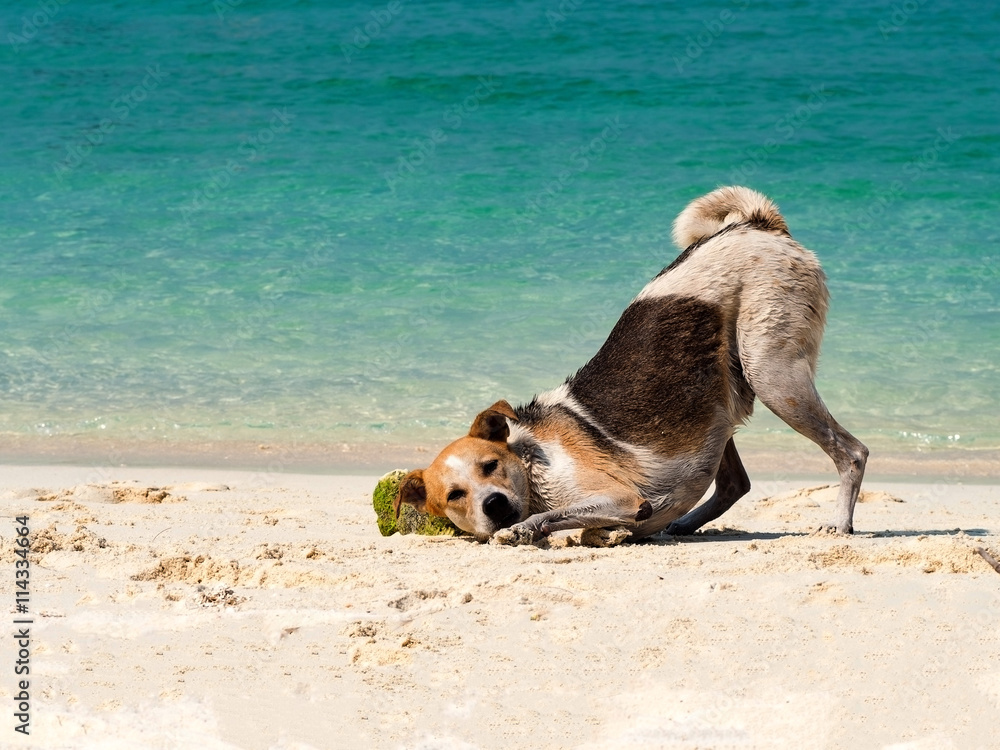 Cute Dog Beach