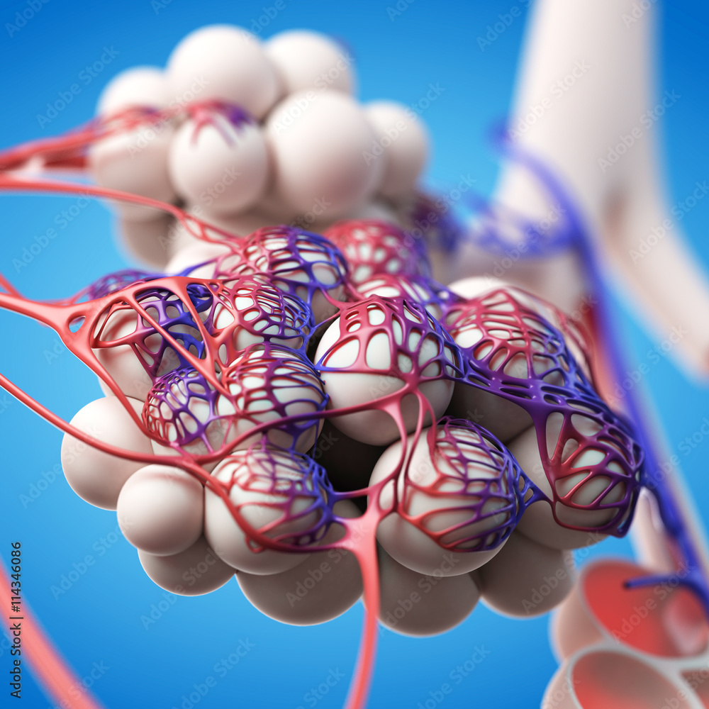 medically accurate illustration of alveoli Stock Illustration | Adobe Stock