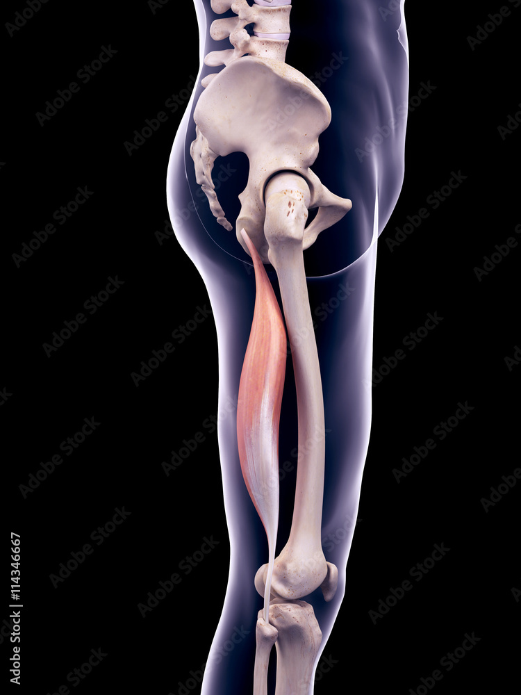 medically accurate illustration of the biceps femoris longus Stock ...