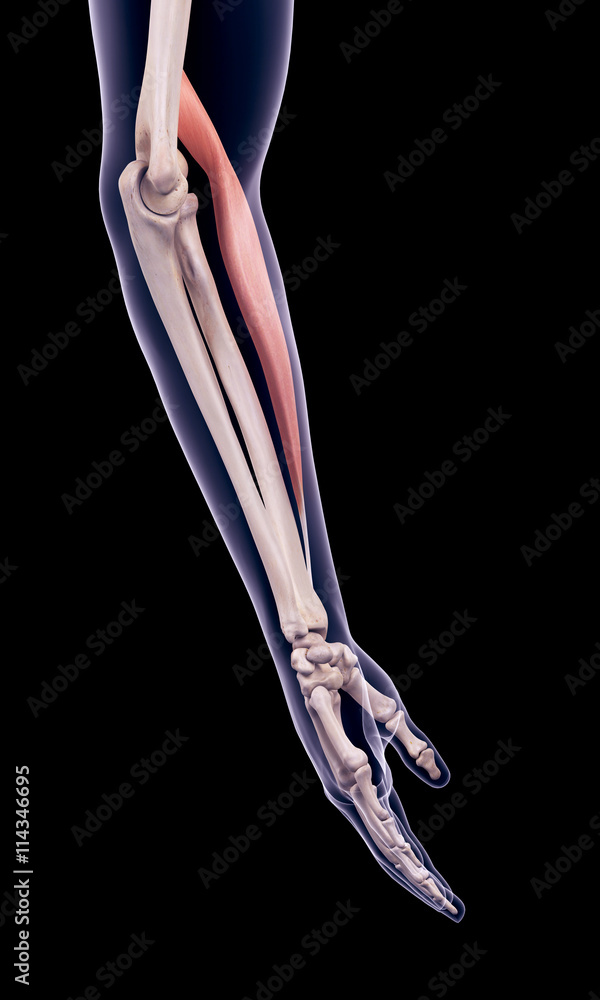 medically accurate illustration of the brachioradialis Stock ...