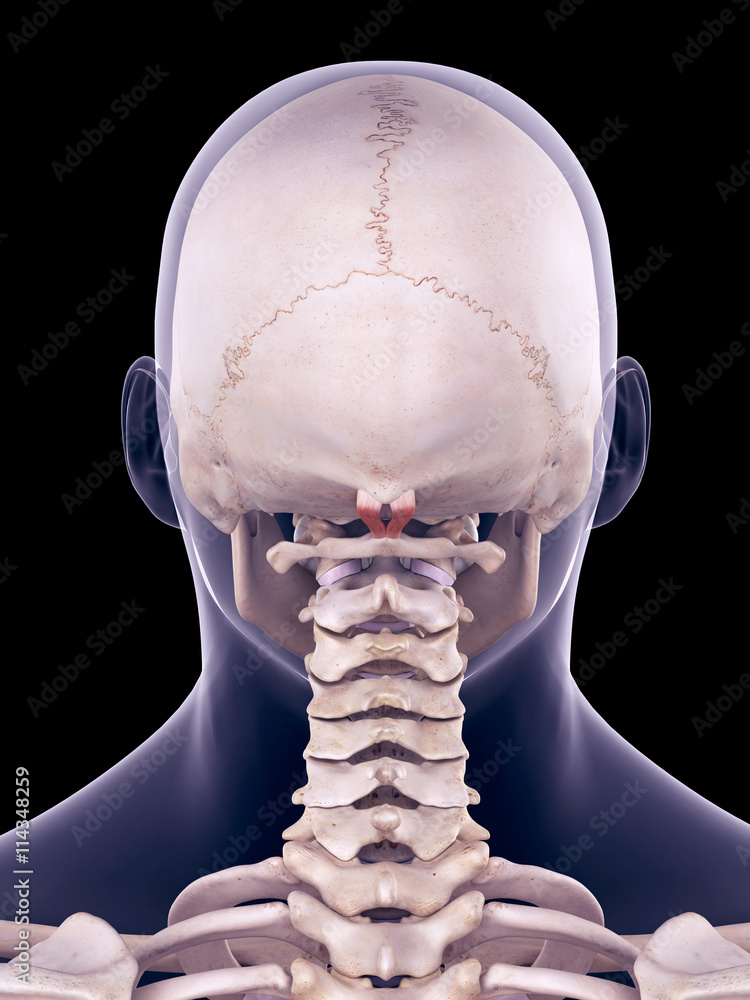 medically accurate illustration of the rectus capitis posterior minor ...