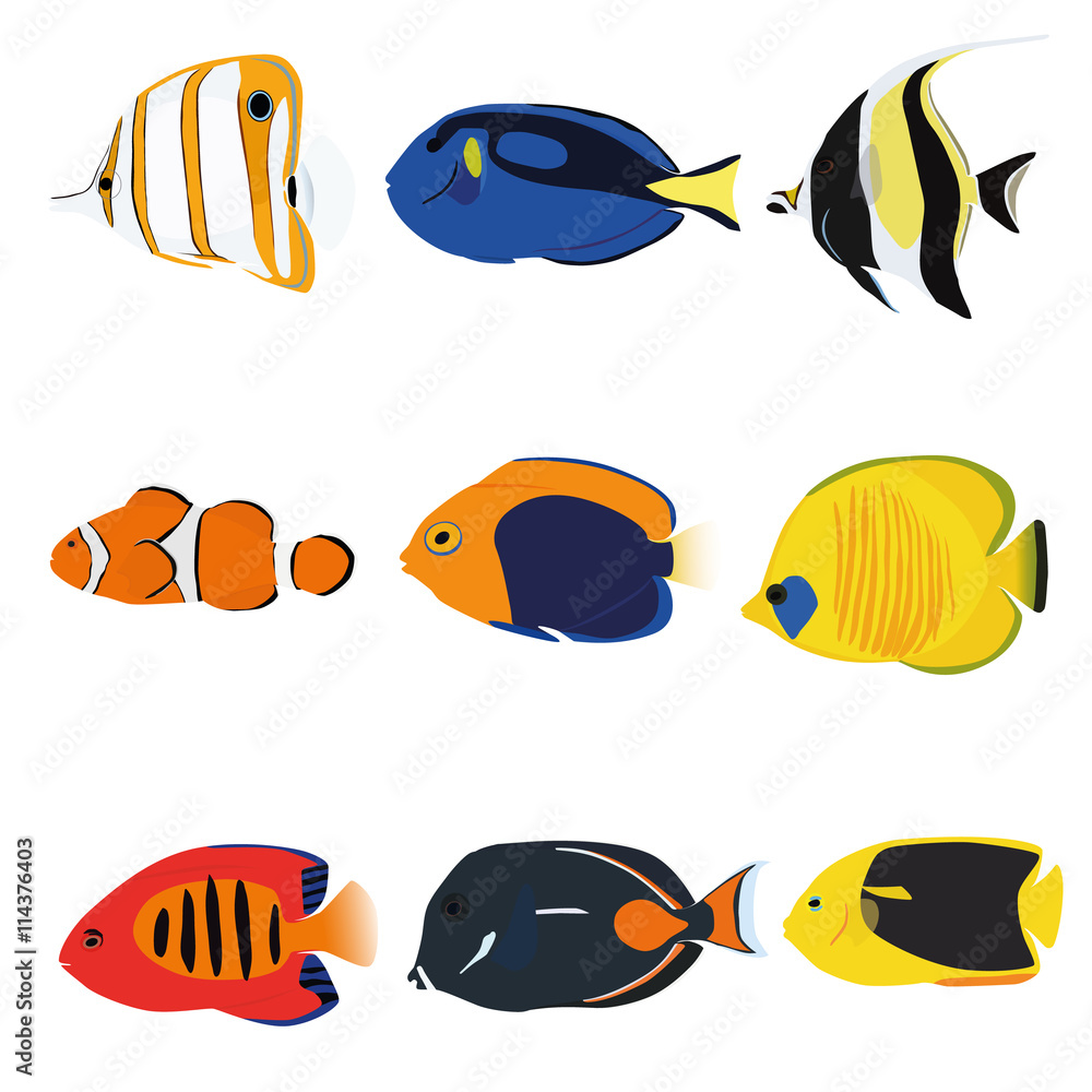 Tropical fishes set containing nine fishes: Copperband Angelfish, Blue ...