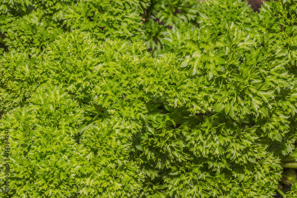 Petersilie Stock Photo | Adobe Stock