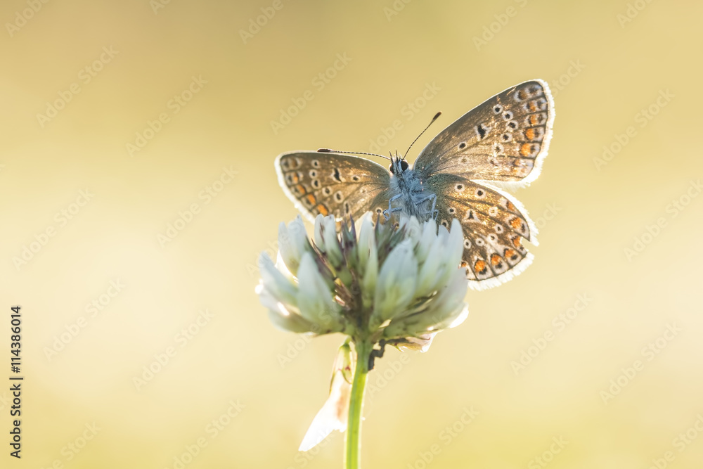 Common Blue front view backlit Stock 写真 | Adobe Stock