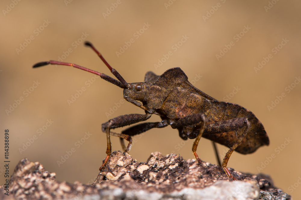 Dock bug (Coreus marginatus) profile from below. A large and mottled ...