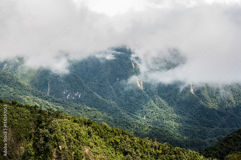 Poster Tropical montane cloud forest, Ecuador east slope of Pichincha ...