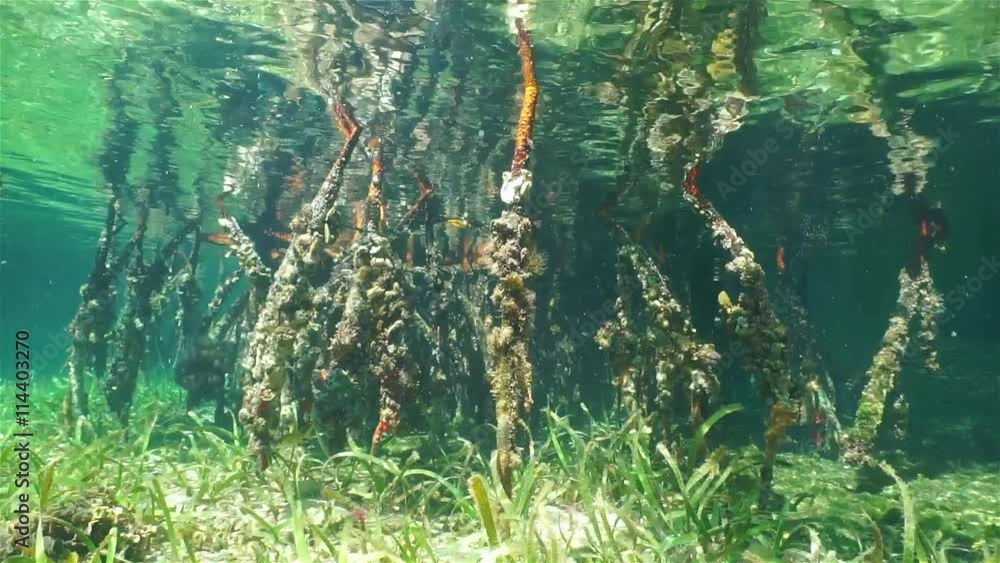 Underwater scene, roots of red mangrove trees in shallow water with ...