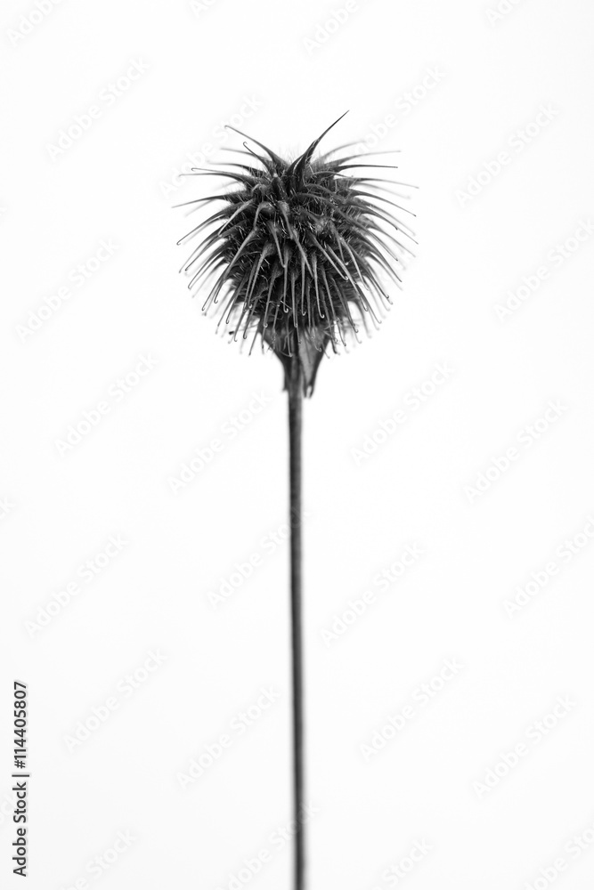 Black and white macrophoto of plant object with depth of field Stock ...