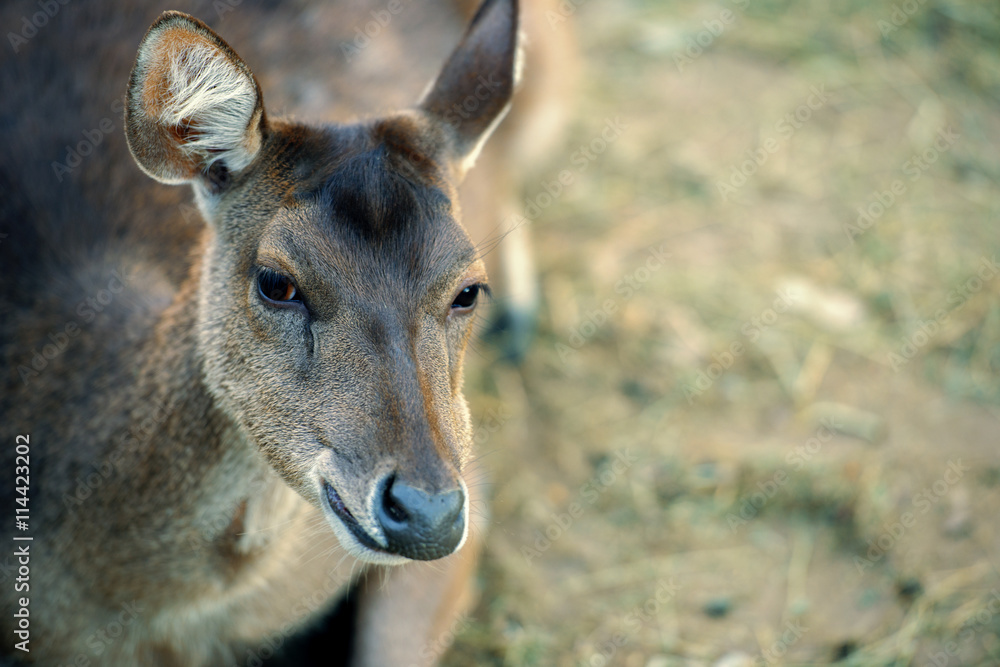 Deer outside during the day in Queensland. Stock Photo | Adobe Stock
