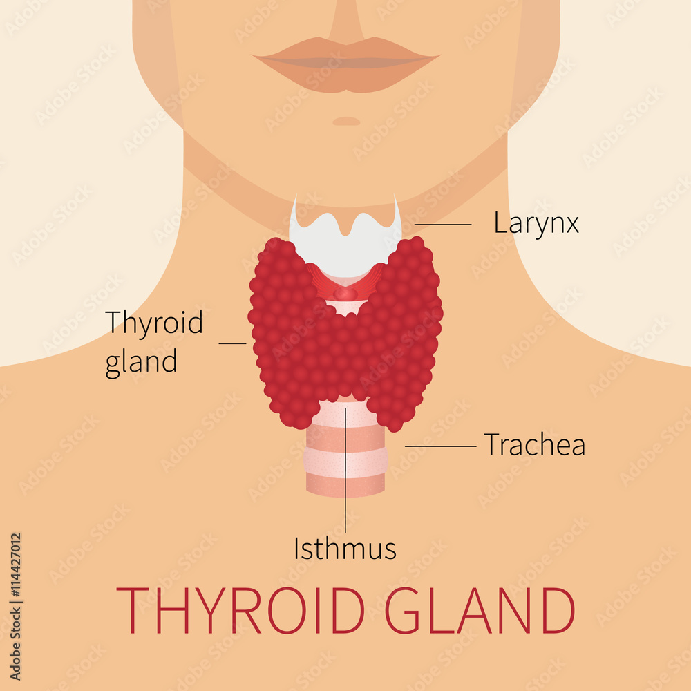 Thyroid gland and trachea scheme shown on a silhouette of a man. Human ...