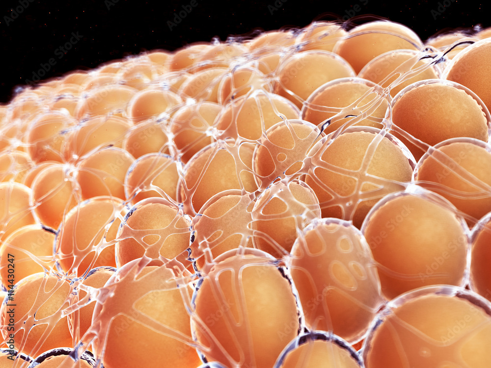 3d rendered, medically accurate illustration of human fat cells ...