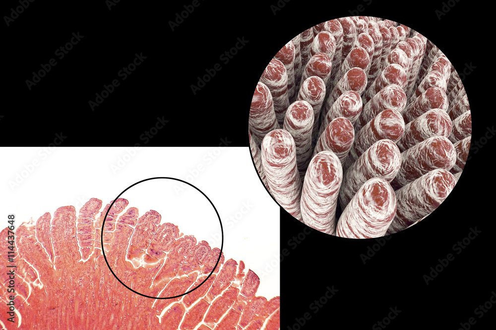 Villi of small intestine, light micrograph and 3D illustration ...
