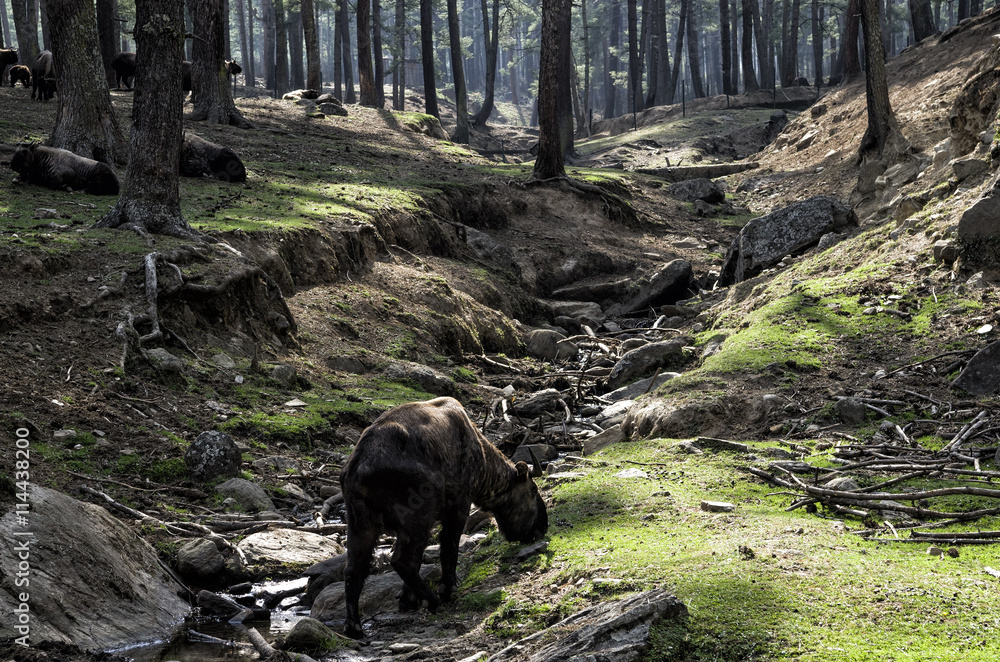 Foto de Takin is the national animal of Bhutan - The takin (taxicolor ...