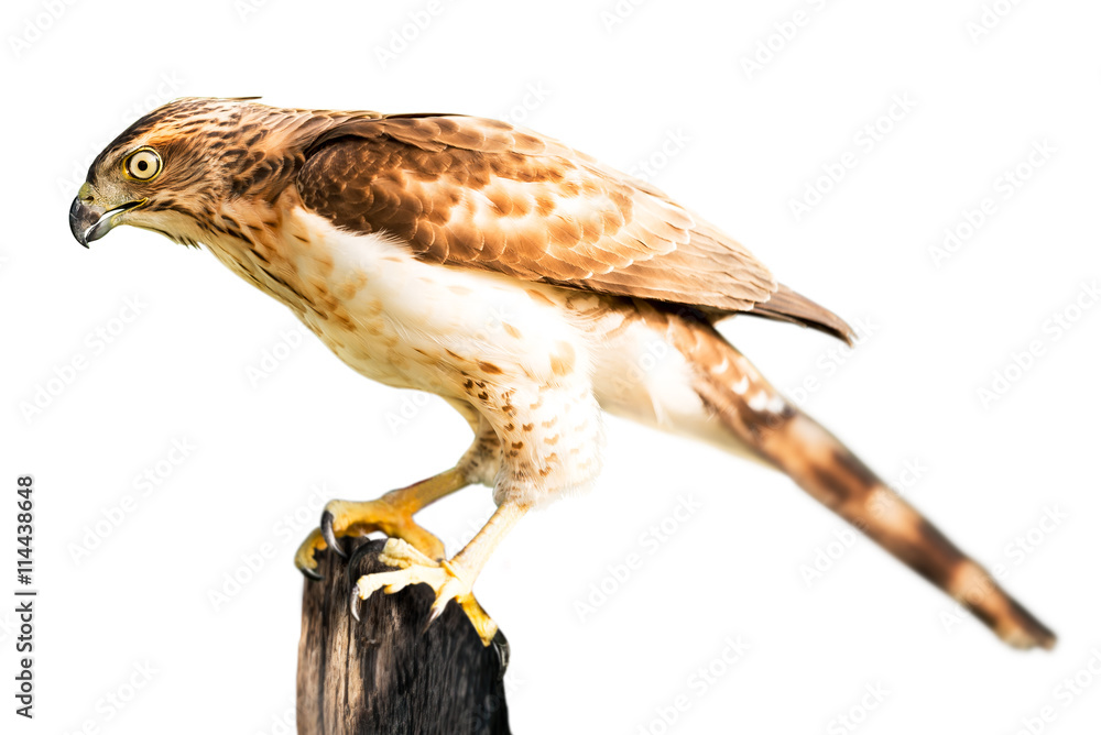 Hawk isolated Stock Photo | Adobe Stock