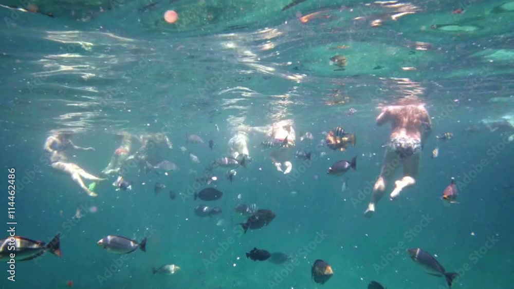 Video 1920x1080 - Group of tourists swim over a coral reef as a swarm ...