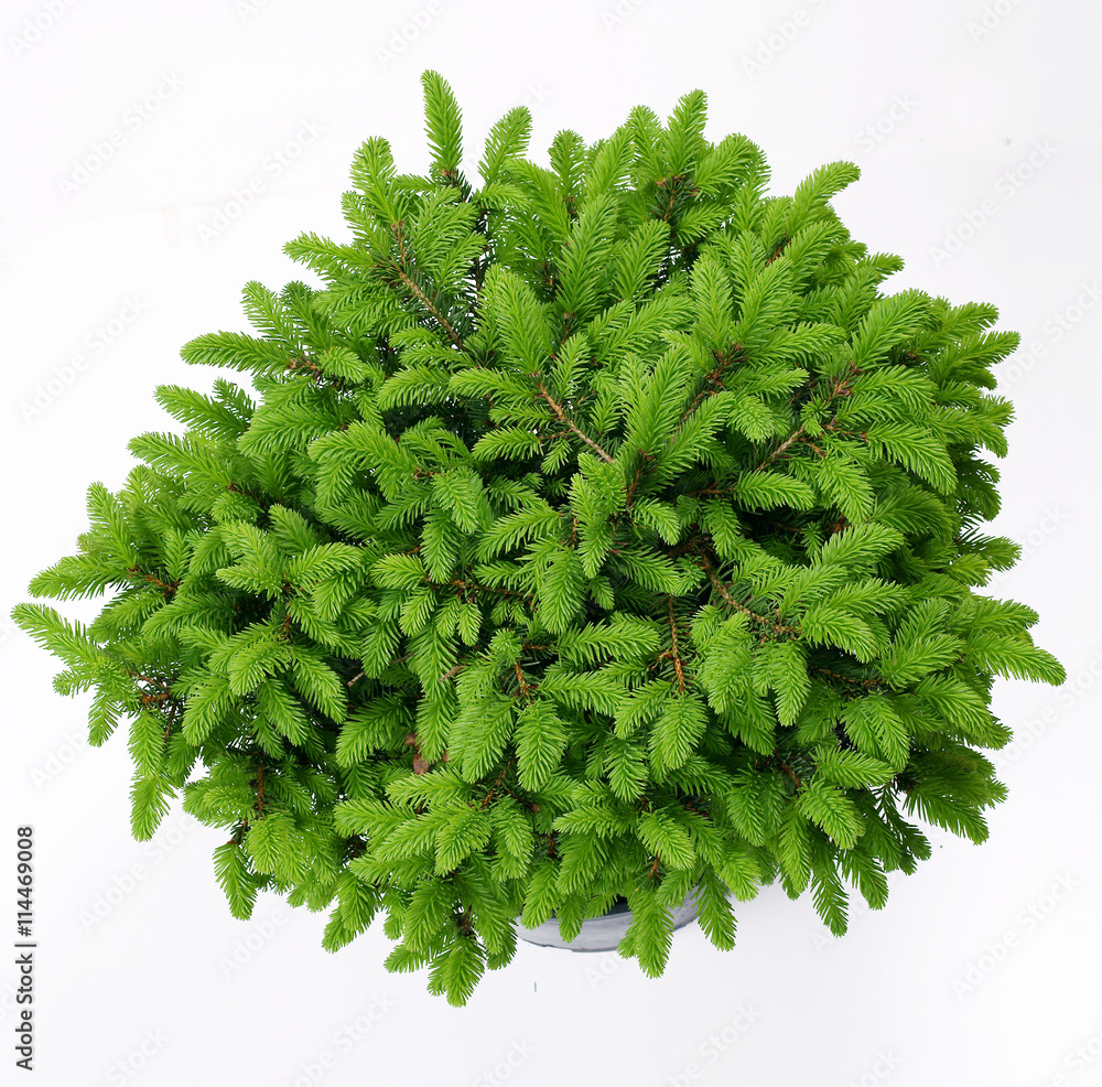 Picea abies Nidiformis Stock Photo | Adobe Stock