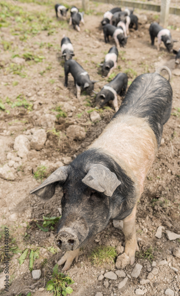 Saddleback pig shot from above, in a muddy field, with piglets in the ...