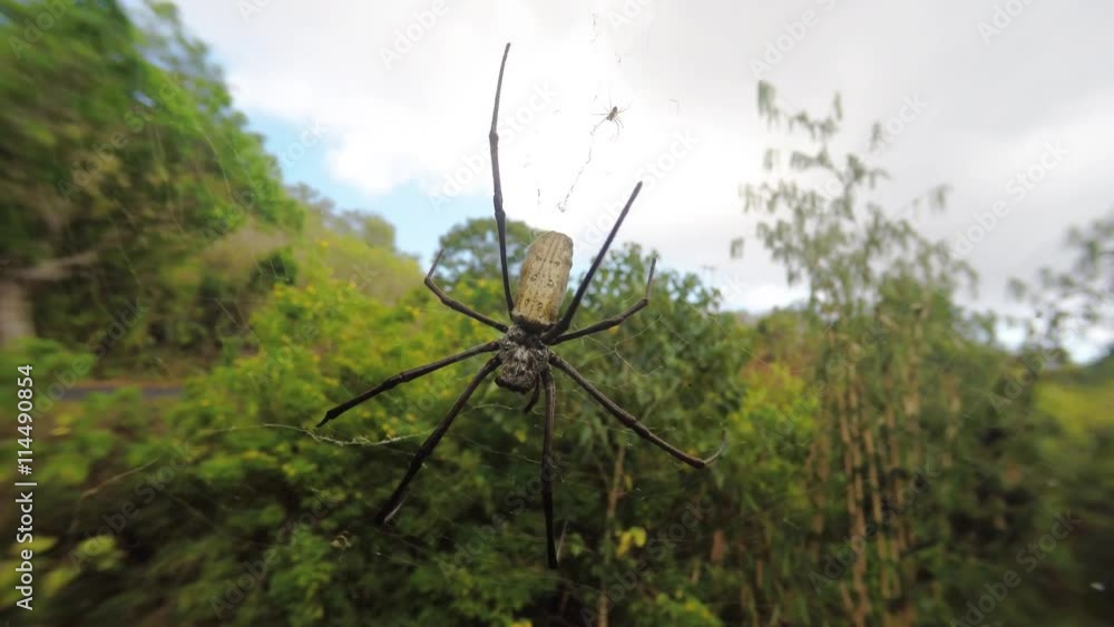 Close up of golden orb weaver or giant wood spider or banana spider ...