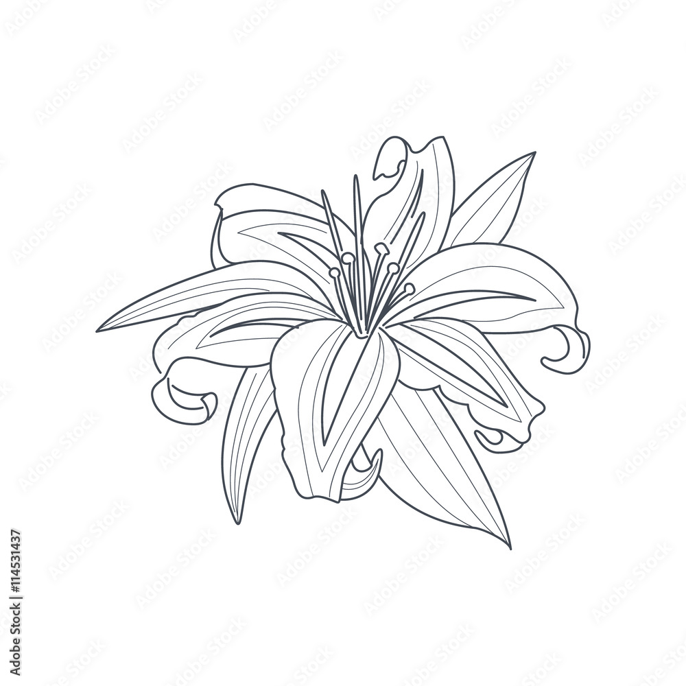 Lily Flower Monochrome Drawing For Coloring Book Stock Vector | Adobe Stock