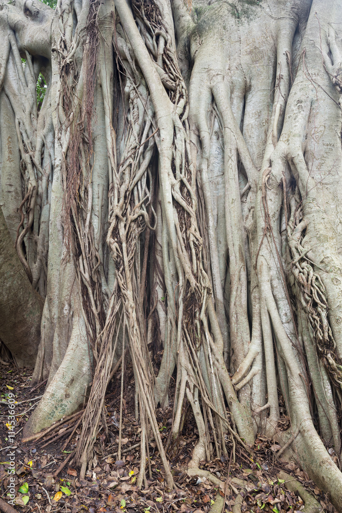 Details of the root system of the banyan tree. The different aerial ...