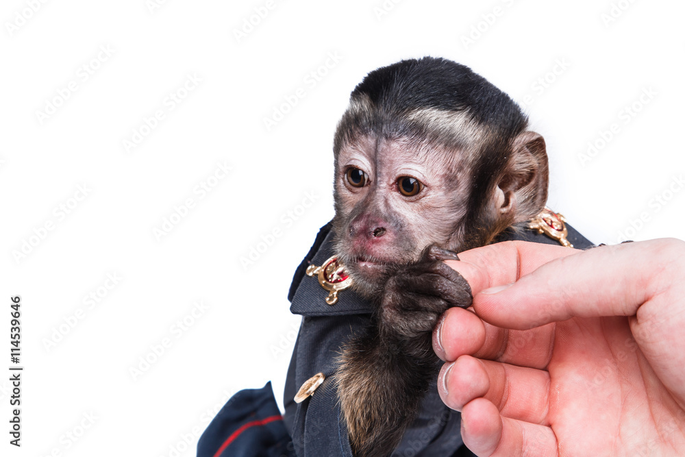 cute little monkey Stock Photo | Adobe Stock