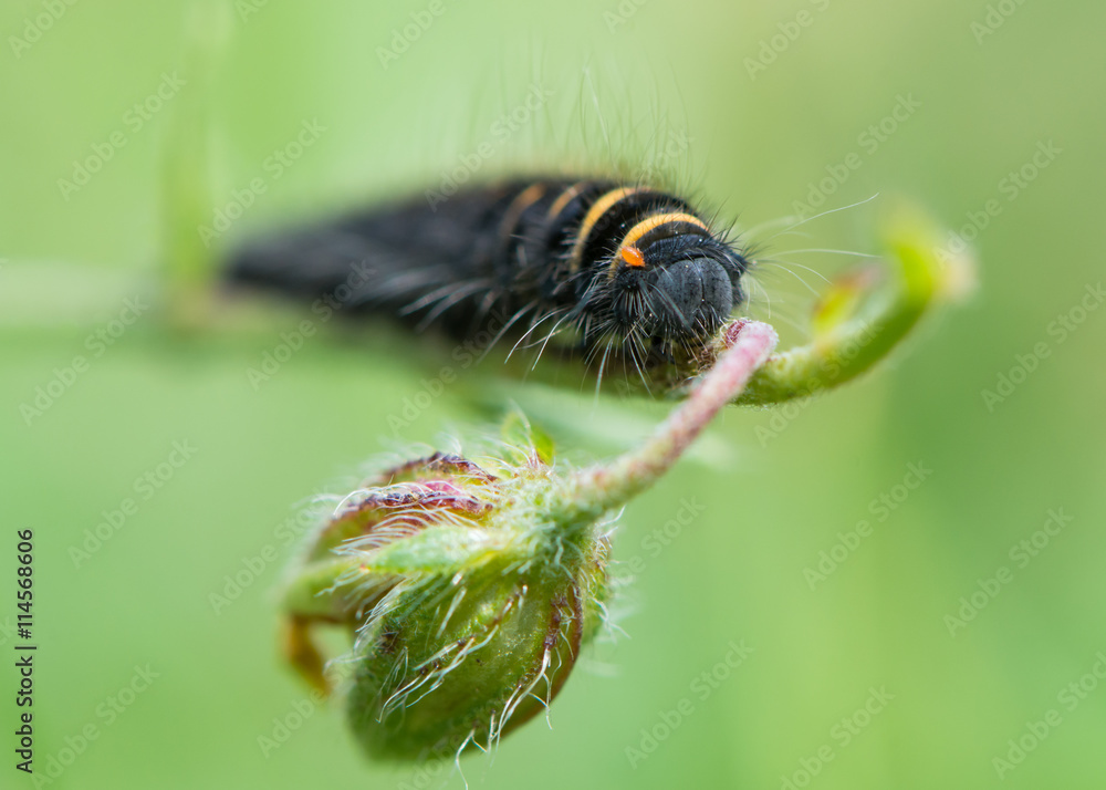 Fox moth (Macrothylacia rubi) early instar caterpillar. Young larva of ...