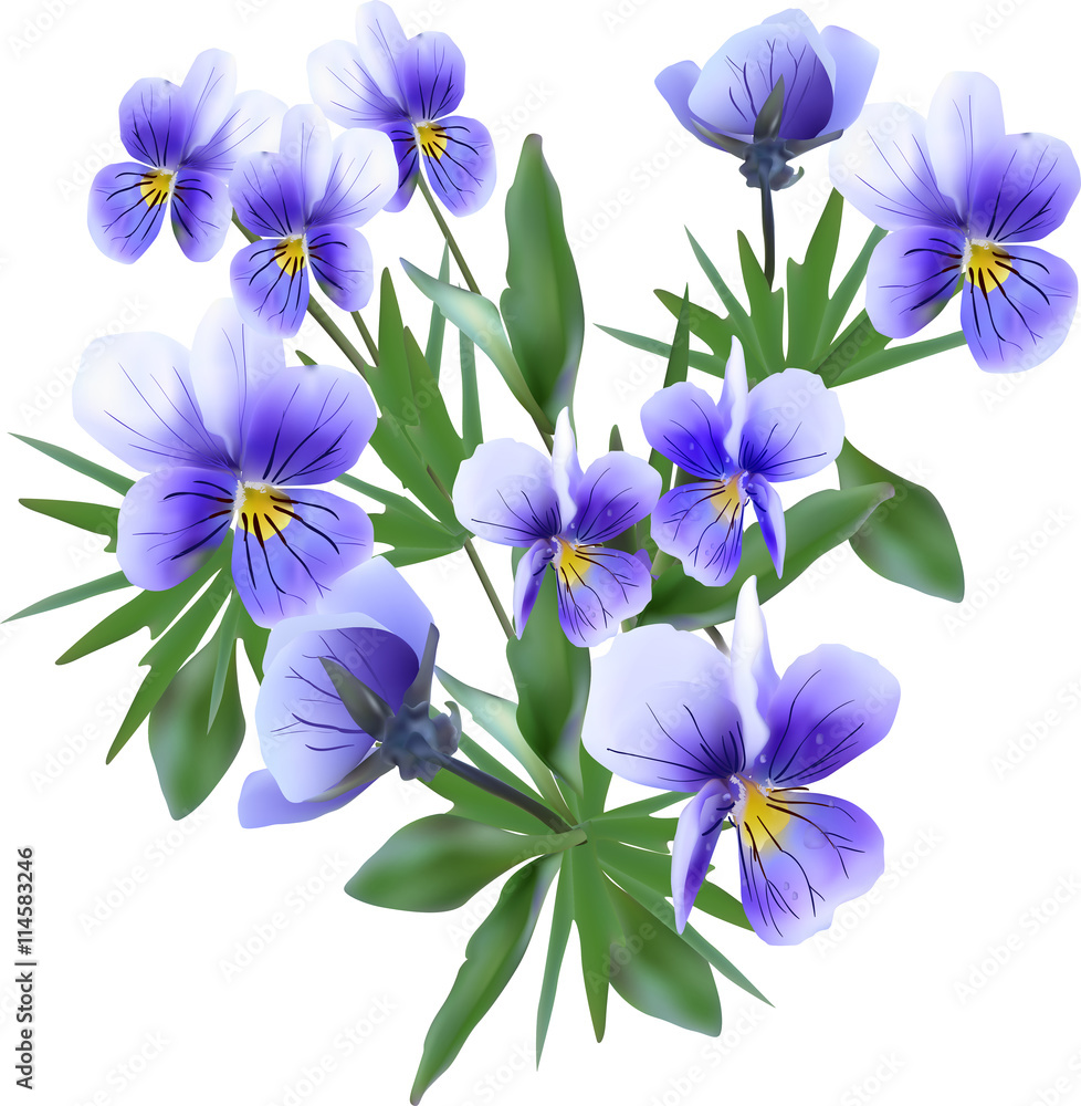 bunch of blue garden violet flowers isolated on white Stock Vector ...