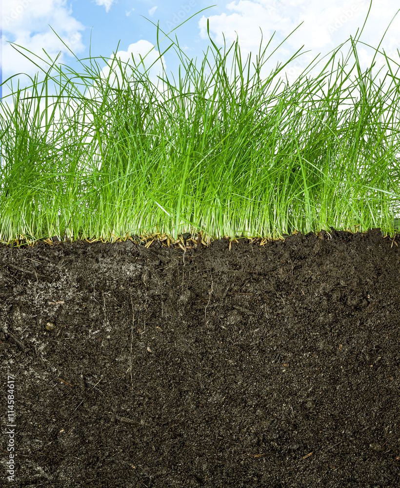 Querschnitt von Rasen mit Erdreich Stock Photo | Adobe Stock