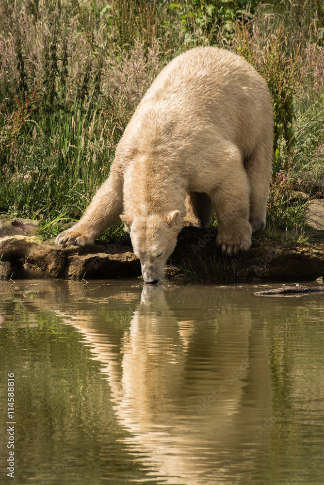 Polar Bear Drinking Water