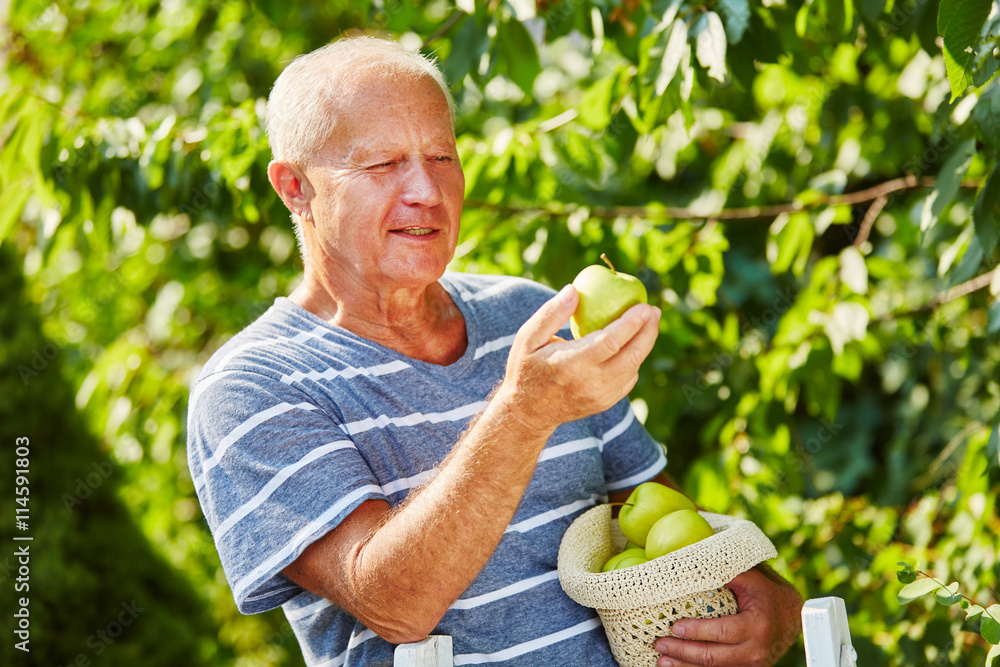 Alter Mann beim Ernten am Apfelbaum Stock Photo | Adobe Stock