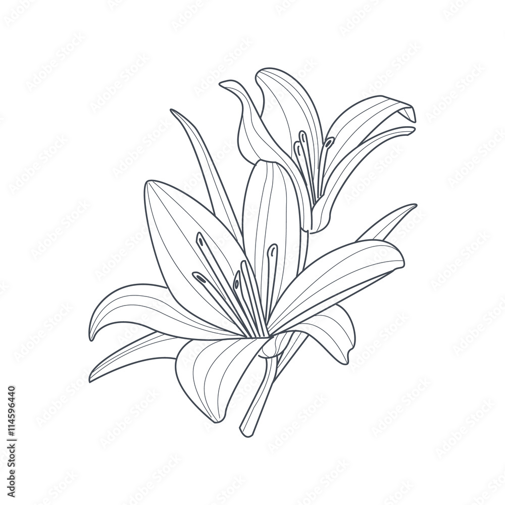 Two Lilies Flower Monochrome Drawing For Coloring Book Stock Vector ...