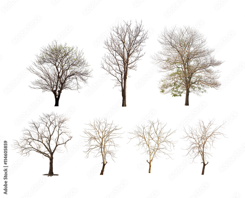 Collection of trees with no leaves or winter tree or dead tree on white ...