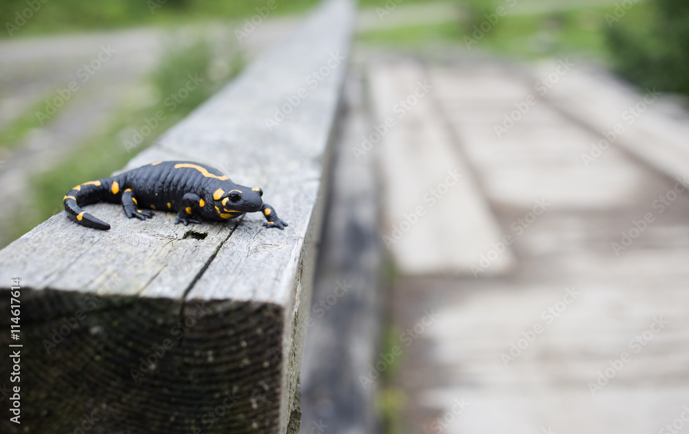 Beautiful fire salamander in the bright coloration in natural co Stock ...