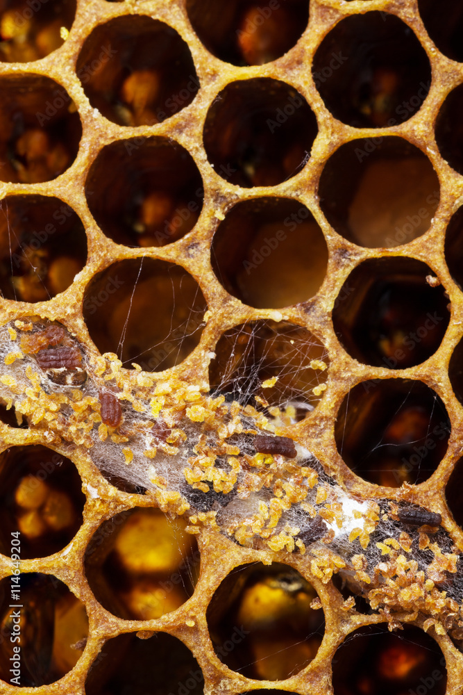 Wax moth larva damage Stock Photo | Adobe Stock
