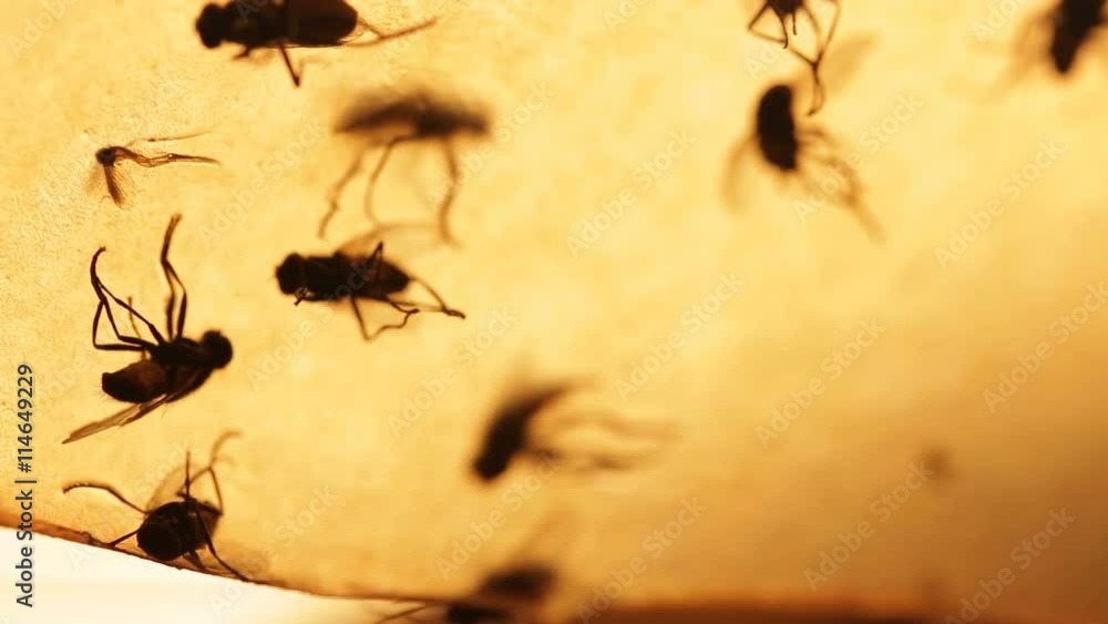 Fly On The Adhesive Tape. Flypaper. Flies on a sticky tape closeup ...