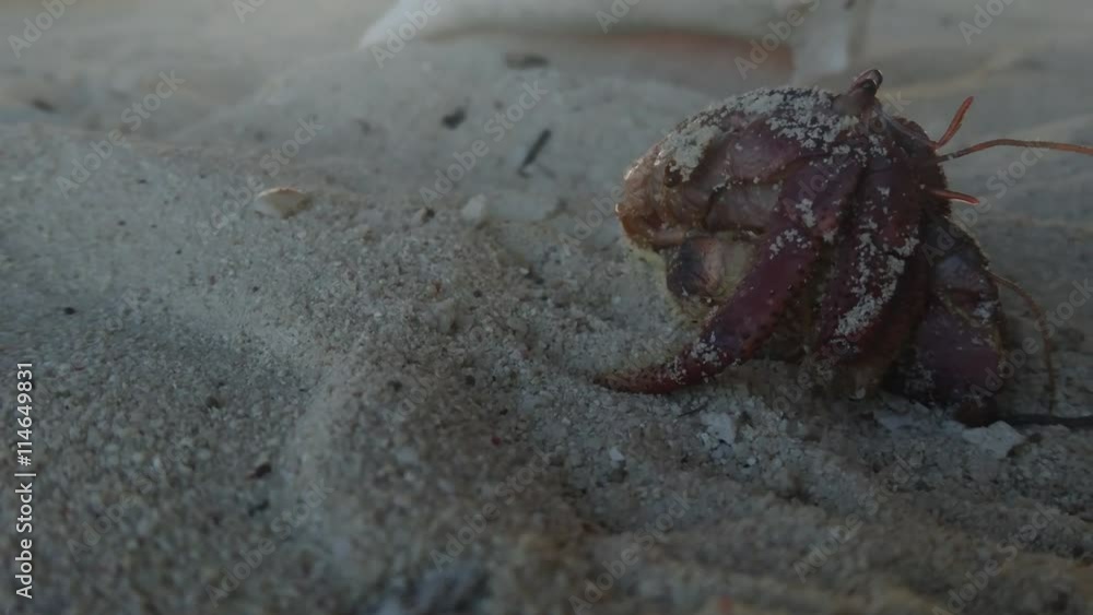 Hermit Crab Without Shell