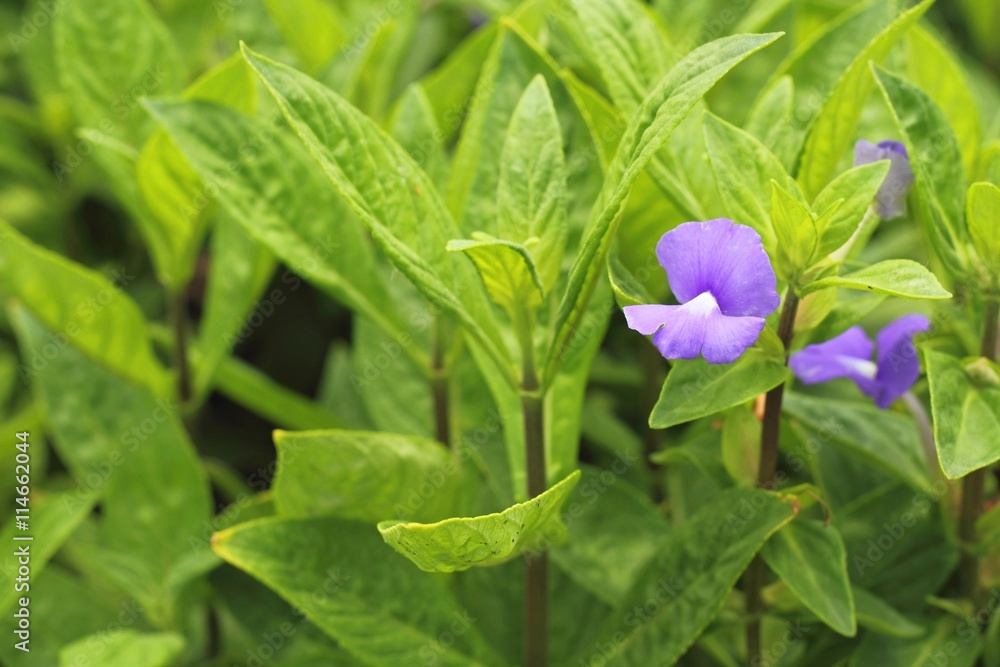 Otacanthus caeruleus A. Ronse , Brazilina snapdragon, Blue Hawaii ...