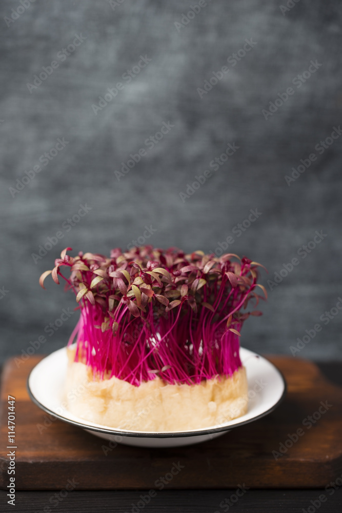 Cress, scarlet cress Stock Photo | Adobe Stock