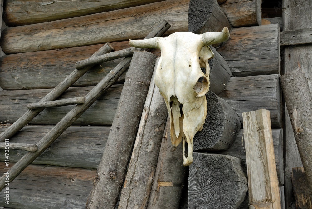 Scull of cow Stock Photo | Adobe Stock