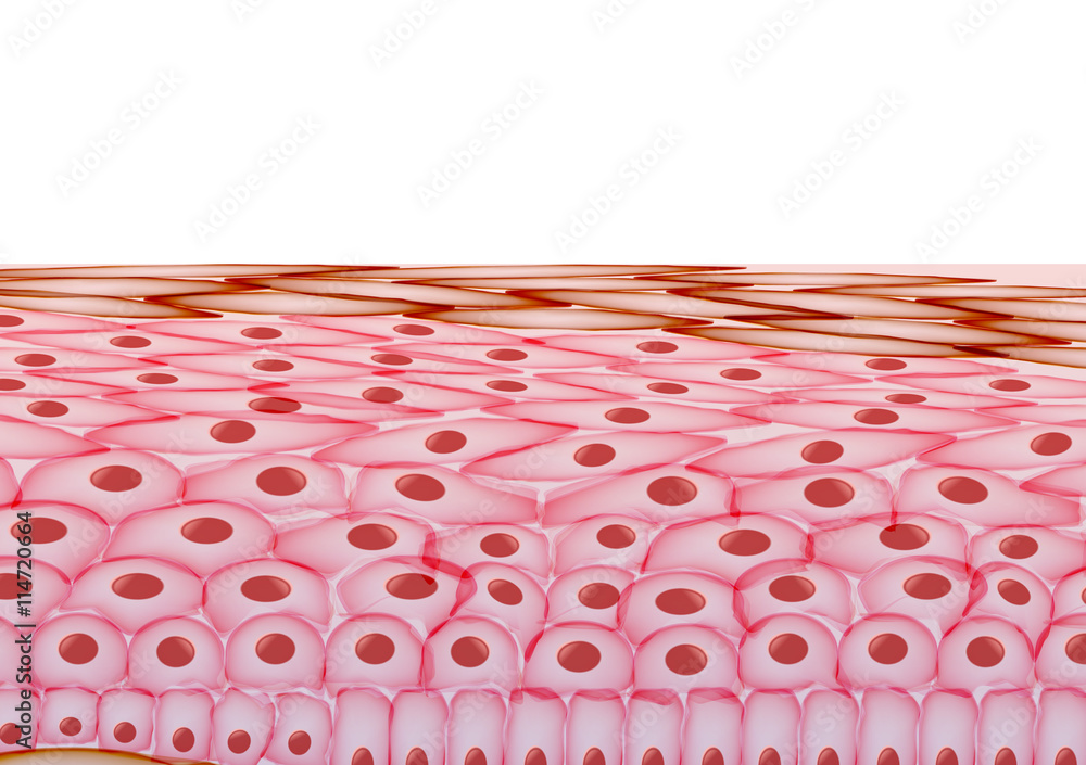 Skin Cells, Layers on White Background - Vector Illustration Stock ... Skin Cells, Layers on White Background - Vector Illustration Stock ...