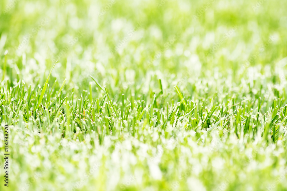 grass plot Stock Photo | Adobe Stock