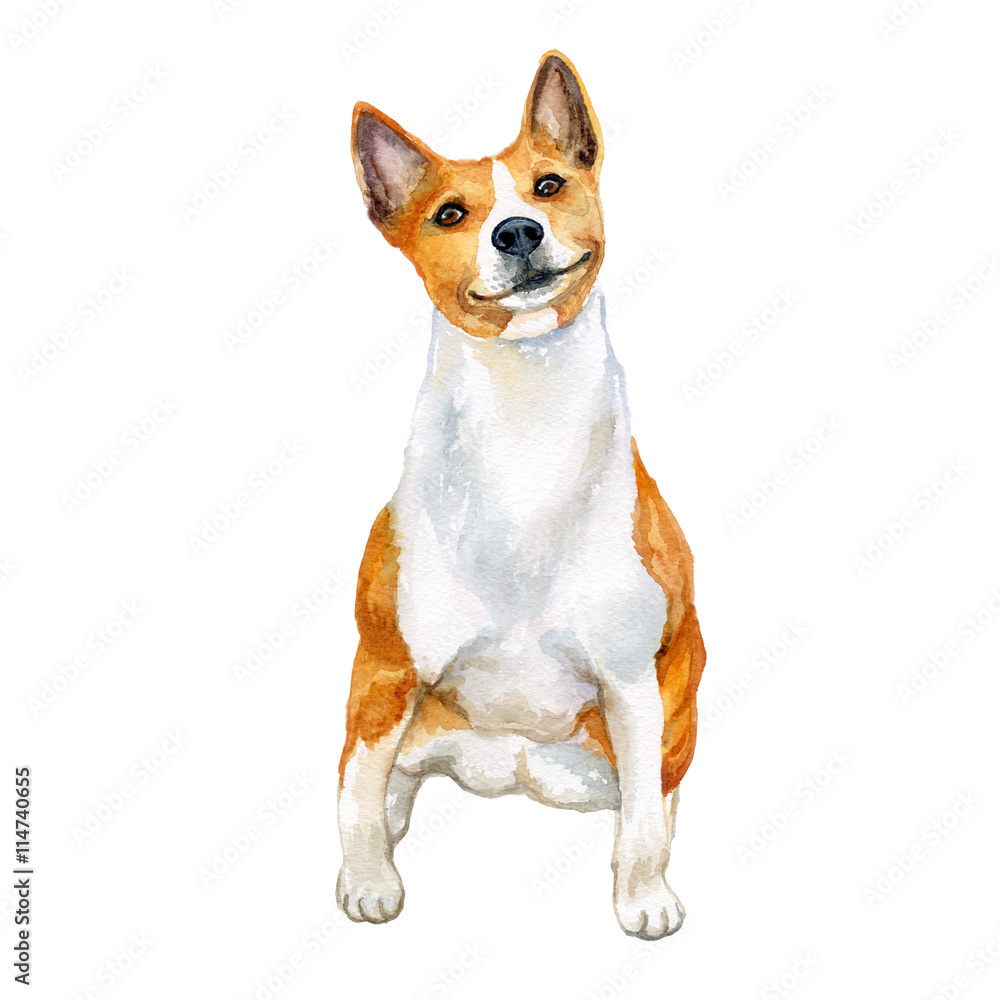Watercolor closeup portrait of cute Basenji breed dog isolated on white ...