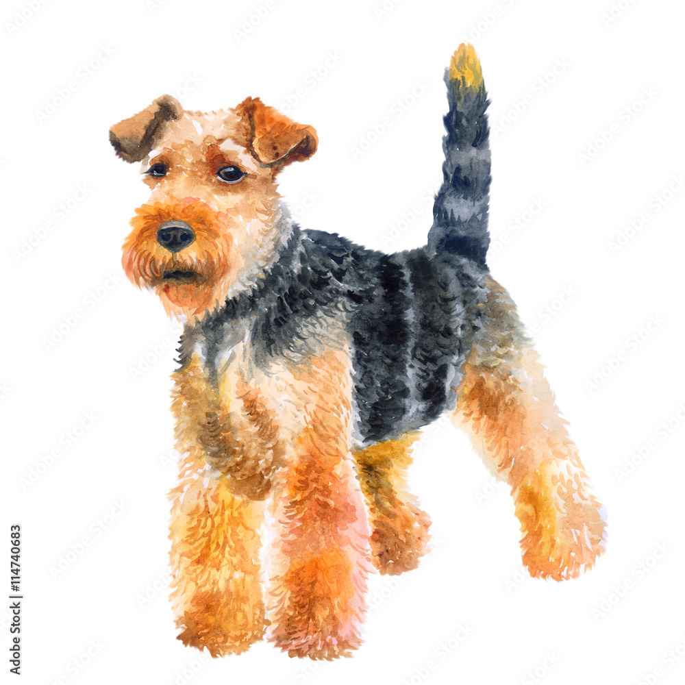 Watercolor closeup portrait of cute Welsh terrier breed dog isolated on ...