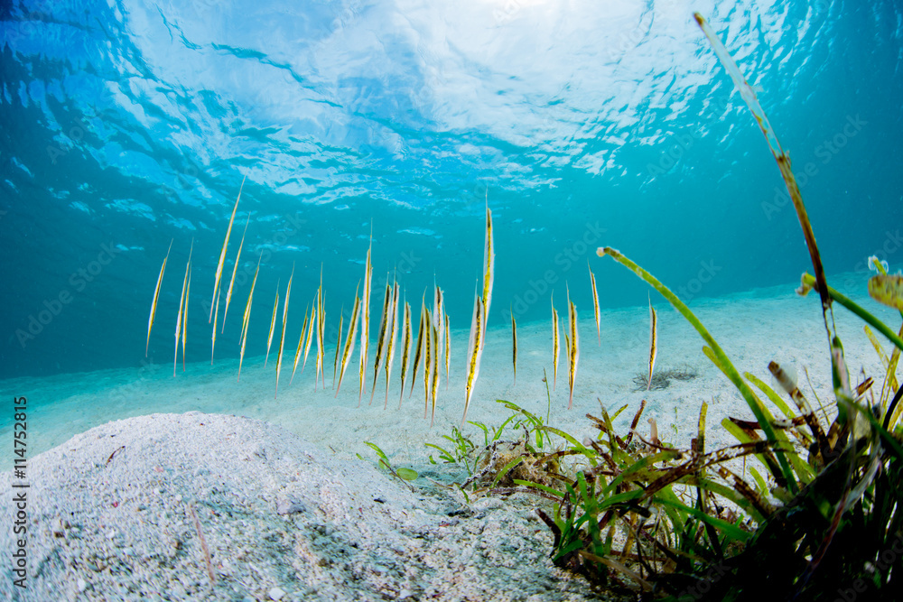 Striped Shrimpfish Stock Photo | Adobe Stock