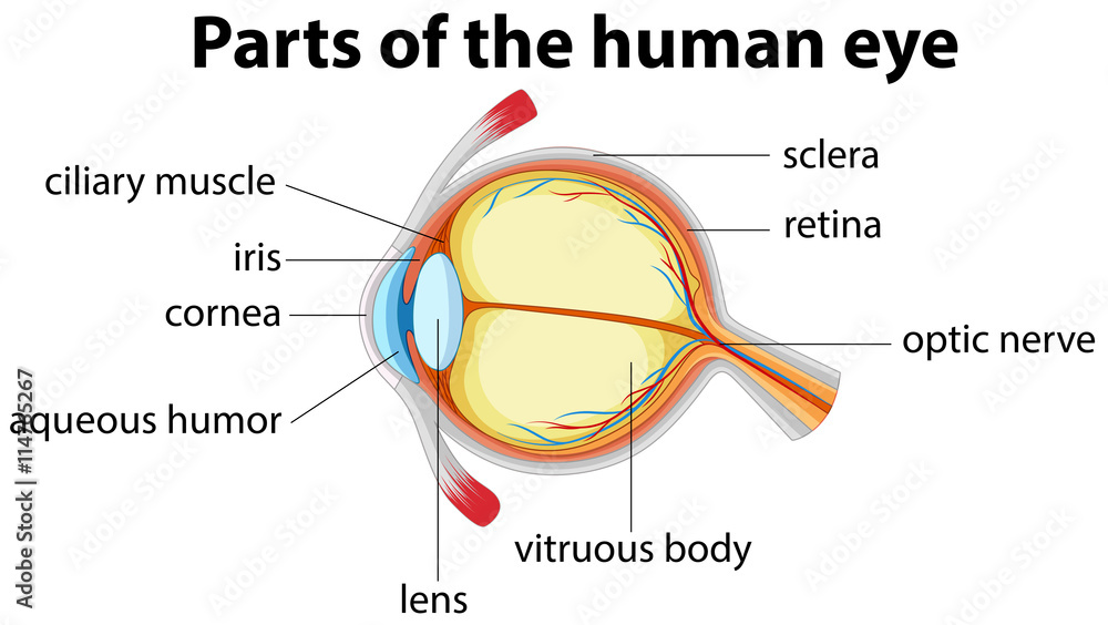 Parts of human eye with name Stock Vector | Adobe Stock