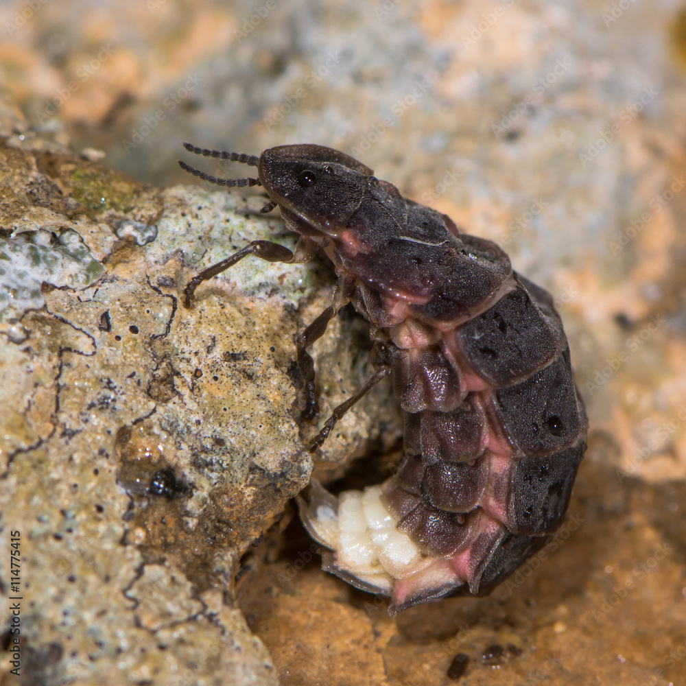 Glow-worm (Lampyris noctiluca) female with abdomen visible. Insect in ...